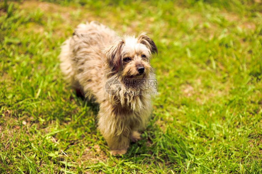 长毛茸的狗站在草地上看着镜头高清图片下载-正版图片507298058-摄图网