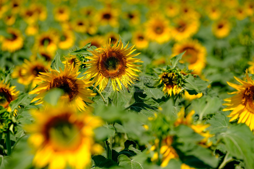 普罗旺斯成熟盛开的向日葵田高清图片下载-正版图片507300155-摄图网