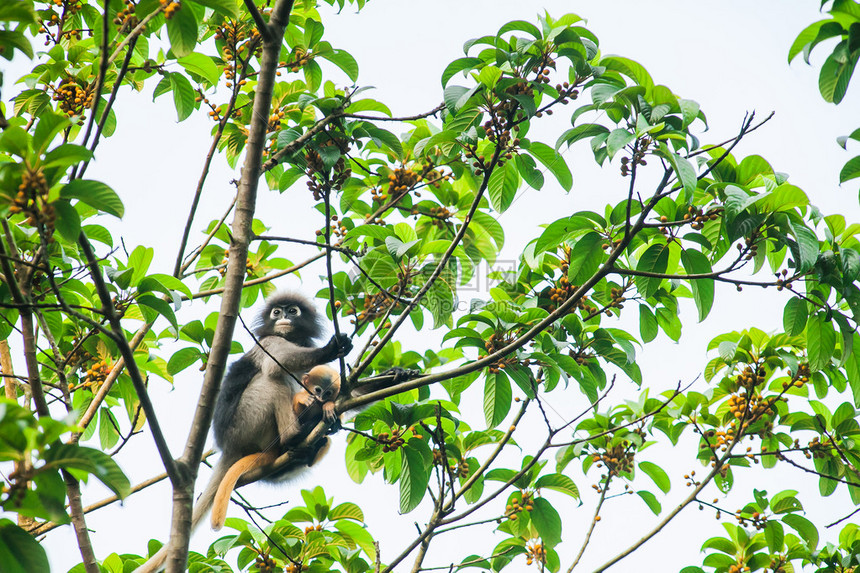 树上母亲拥抱的年轻昏暗的叶猴高清图片下载-正版图片507301812-摄图网
