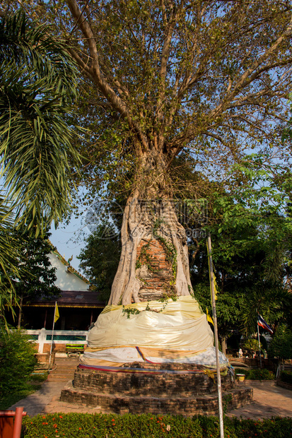 来自泰国Ayutthaya的Banyan树中埋藏着高清图片下载-正版图片507319555-摄图网