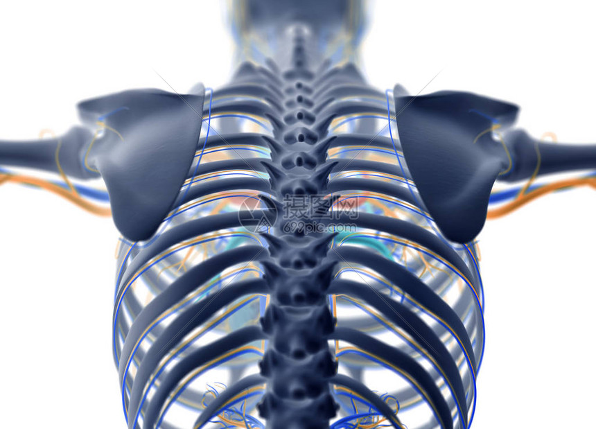 人体背部解剖模型脊柱肋骨和血管系统x射线3d插图高清图片下载 正版图片507325205 摄图网