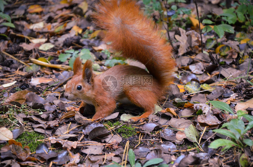红色的侍卫关闭了公园里的Sciur高清图片下载-正版图片507326730-摄图网