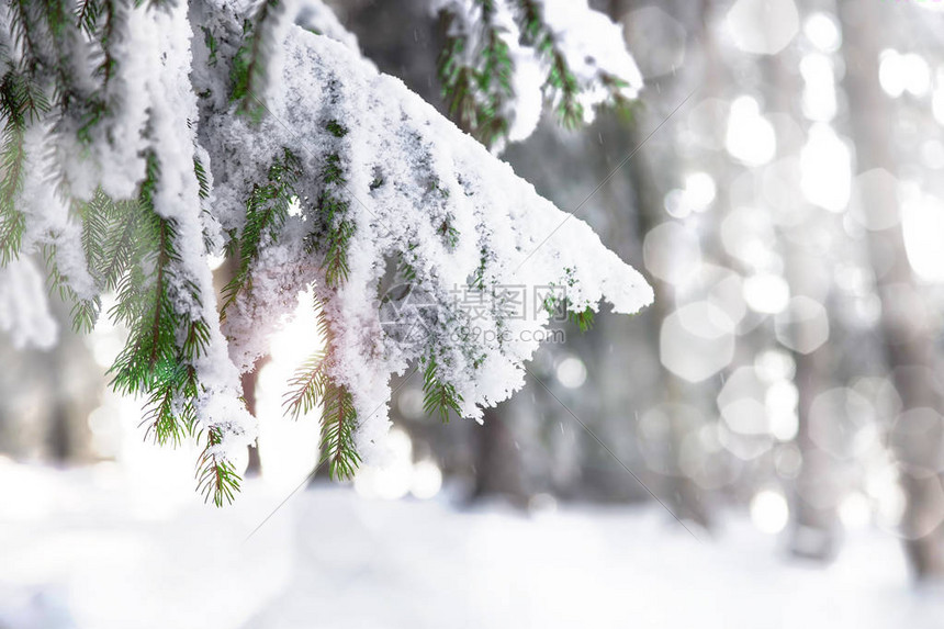 Firf树枝上面布满新鲜的雪户外高清图片下载-正版图片507350868-摄图网