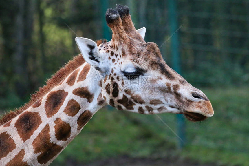 一个Giraf高清图片下载-正版图片507352049-摄图网