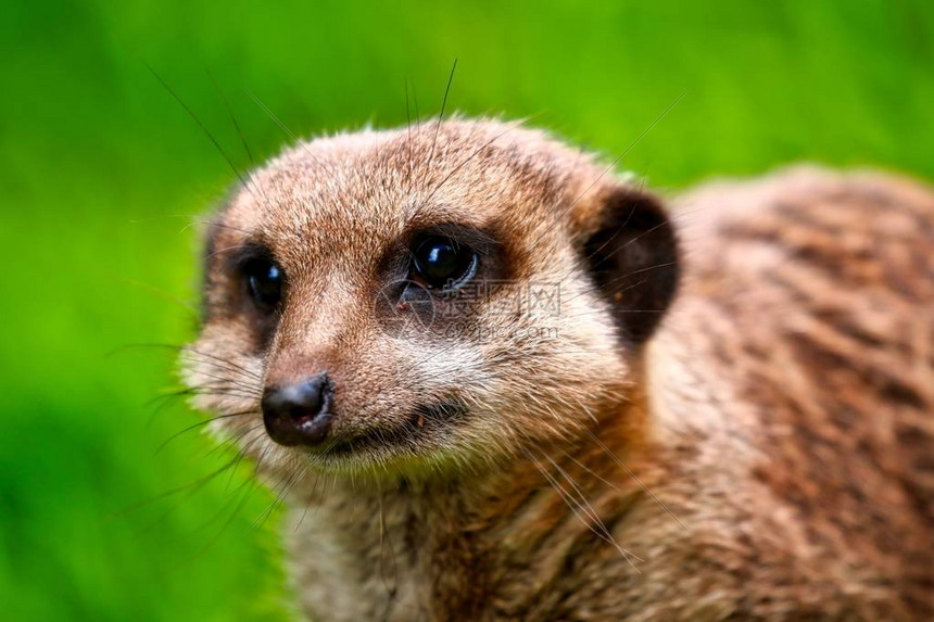 Meerkat坐在高清图片下载-正版图片507353673-摄图网