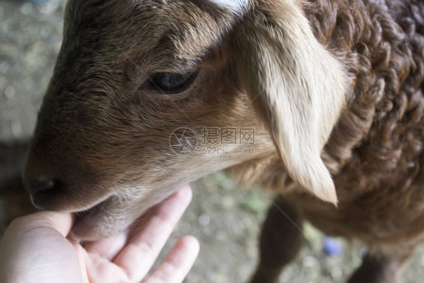 小羊羔咬手红卷的羊驼高清图片下载 正版图片507355143 摄图网