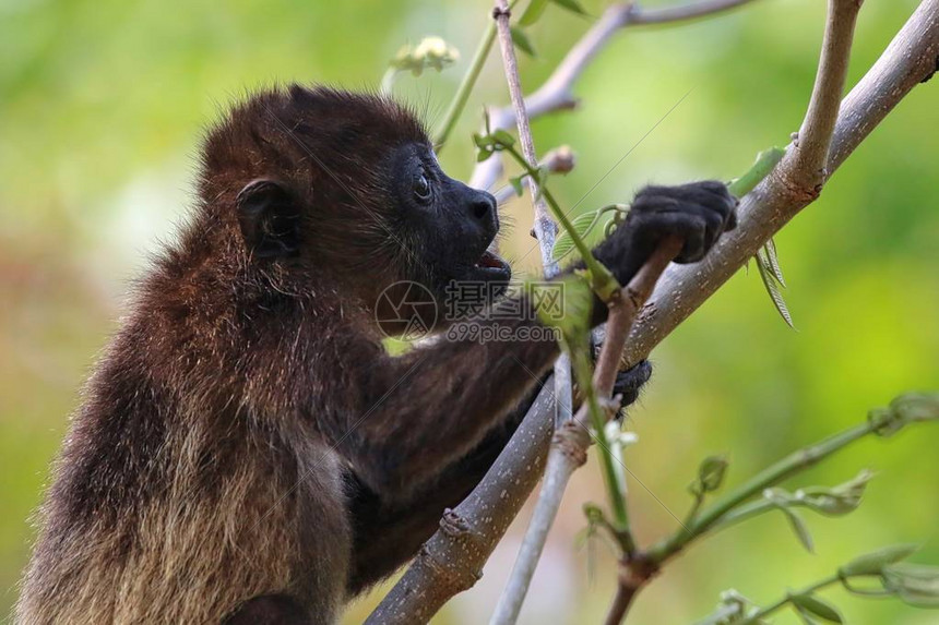 树上的吼猴高清图片下载-正版图片507357827-摄图网