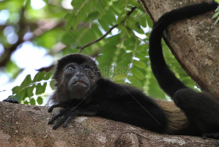 树上的吼猴高清图片下载-正版图片507357829-摄图网