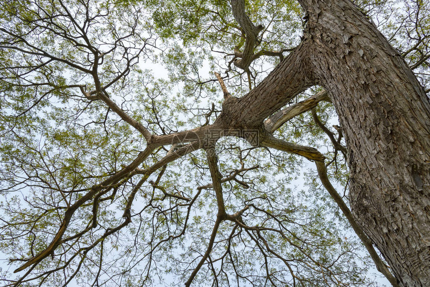 在大树下高清图片下载-正版图片507364560-摄图网