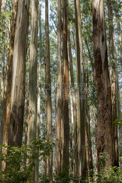 内地以南的eucaly高清图片下载-正版图片507368742-摄图网