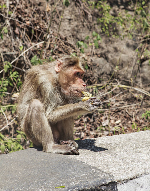 野生猴子吃香蕉高清图片下载-正版图片507369329-摄图网