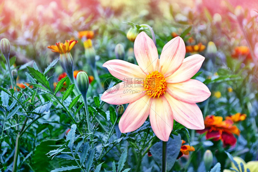 夏日风景背下的五颜六色的花朵大丽花高清图片下载-正版图片507369512-摄图网