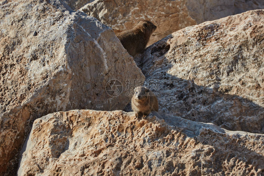 以色列北部的Rock高清图片下载-正版图片507371385-摄图网