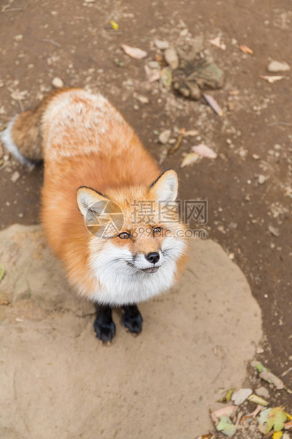 Fox在森高清图片下载-正版图片507372046-摄图网