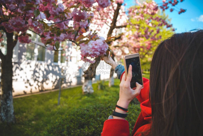 拍下Uzhgorod盛开的萨库拉Saku高清图片下载-正版图片507374698-摄图网