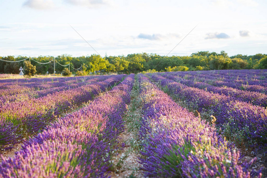 在法国普罗旺斯夏日阳高清图片下载-正版图片507375118-摄图网