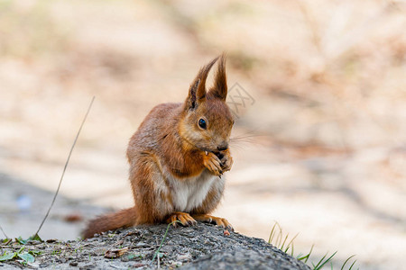 红色的侍卫关闭了公园里的Sciur高清图片下载-正版图片507326731-摄图网