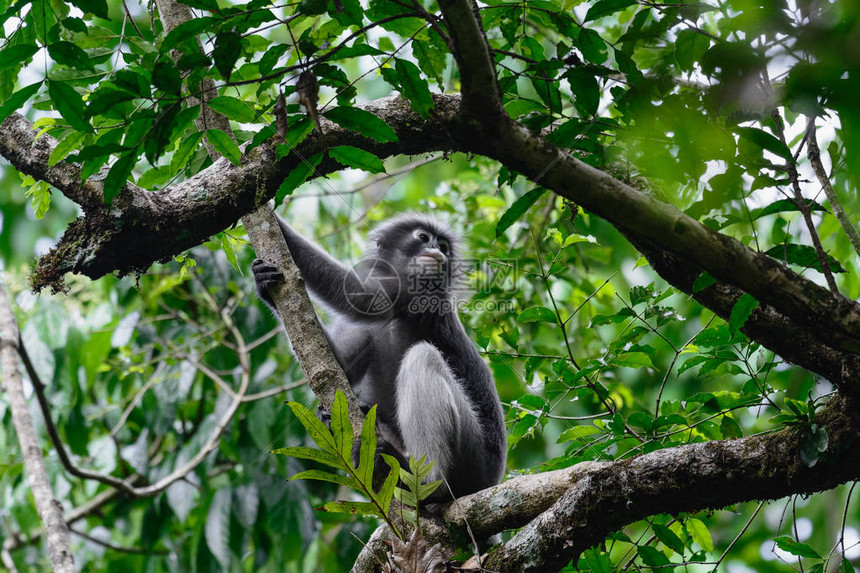 昏暗的叶猴森林树高清图片下载-正版图片507382799-摄图网