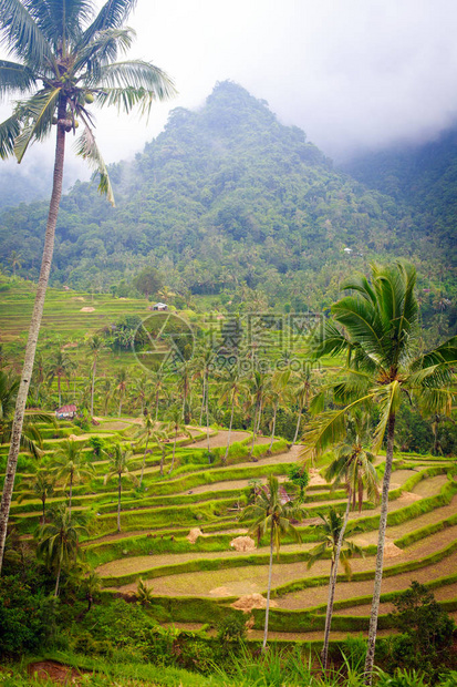 印度尼西亚巴厘岛风景高清图片下载-正版图片507393278-摄图网