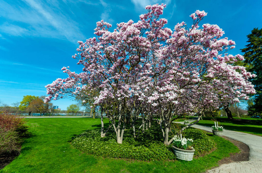 加拿大安略省尼亚加拉瀑布镇Magnolia树开花的高清图片下载-正版图片507393726-摄图网