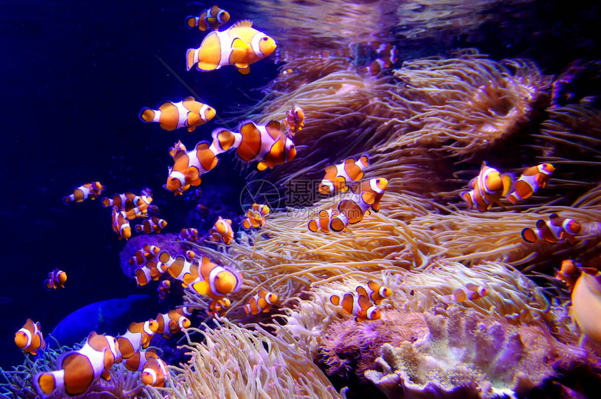 Ocellaris小丑鱼Amphiprionocellaris在高清图片下载-正版图片507399855-摄图网