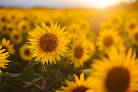 向日葵在云层的天空背景上开花并高清图片下载-正版图片507504781-摄图网