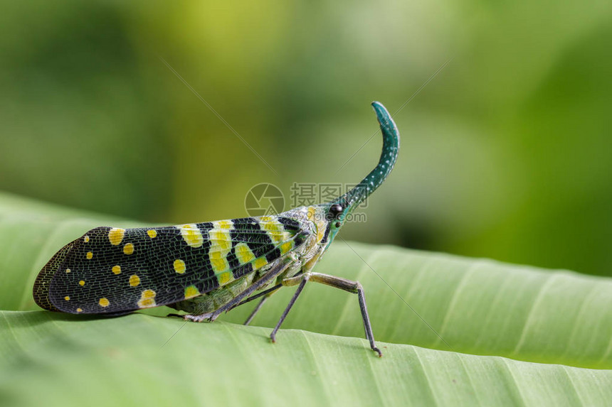 Pyrops高清图片下载-正版图片507404107-摄图网