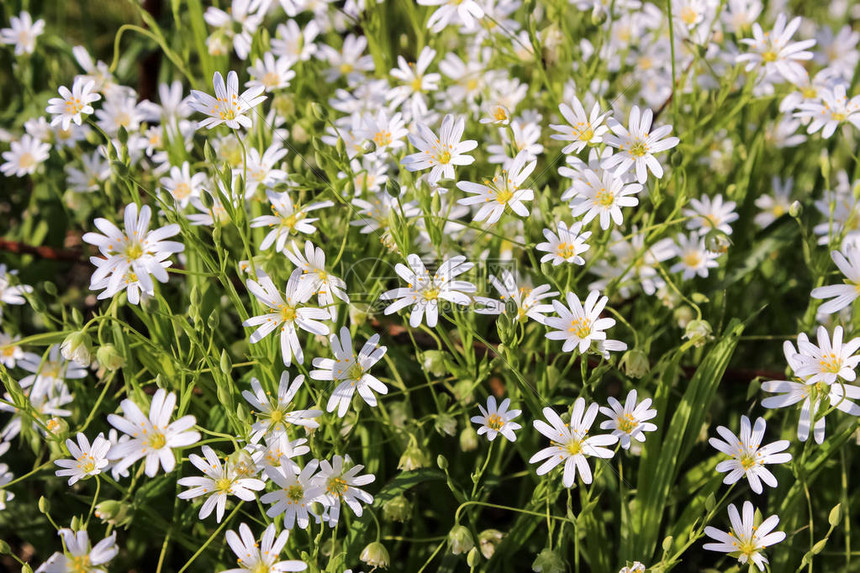 Stellaria高清图片下载-正版图片507408880-摄图网
