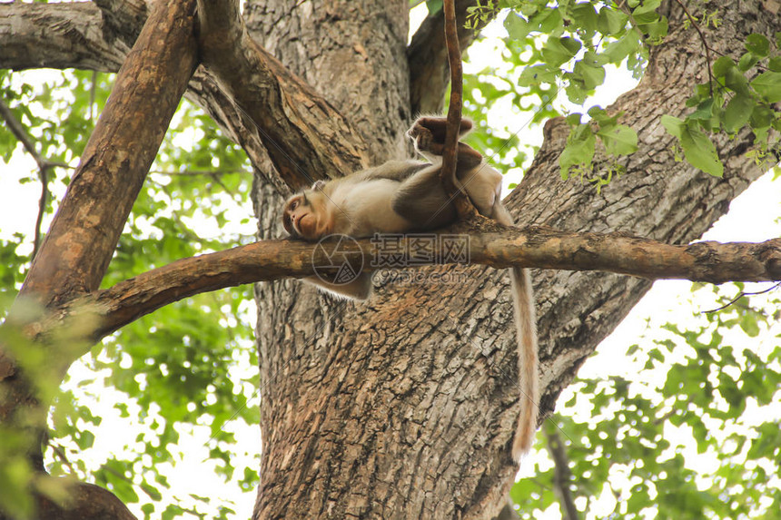坐在树枝上的猴子高清图片下载-正版图片507420668-摄图网