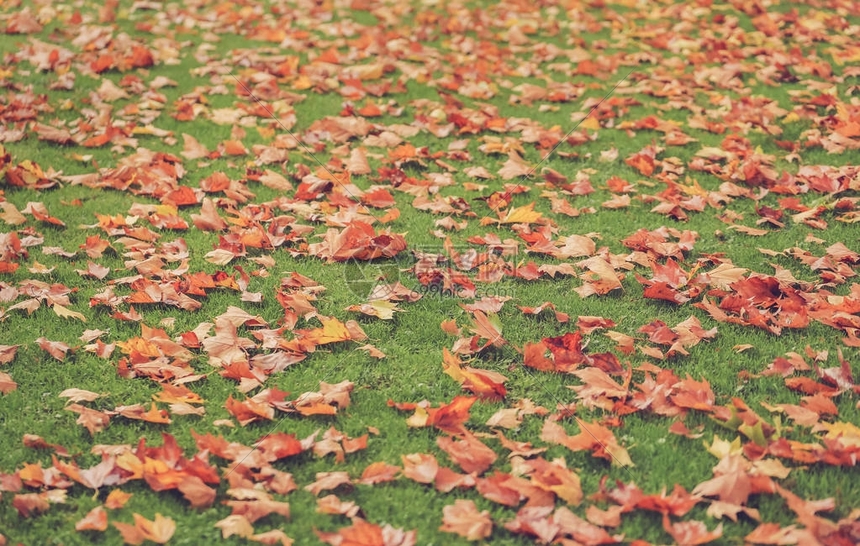 丹麦自然时间的秋天高清图片下载-正版图片507427134-摄图网