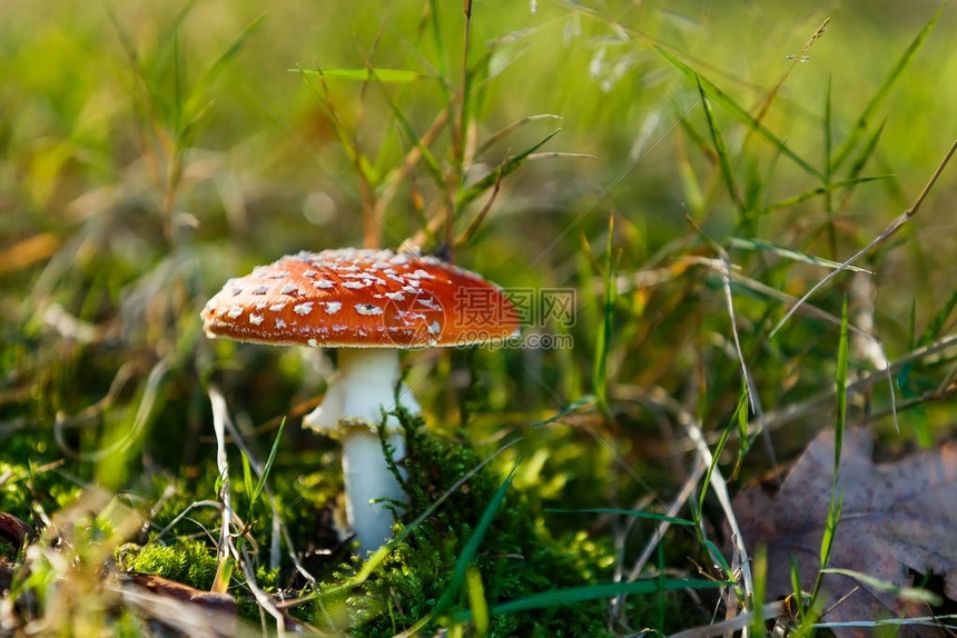 Amanita高清图片下载-正版图片507428548-摄图网