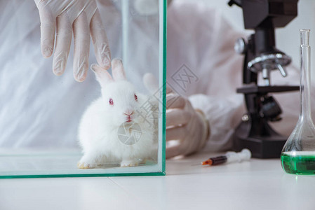 实验兔子图片_实验兔子素材_实验兔子高清图片_摄图网图片下载