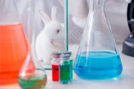 科学家在实验室里用兔高清图片下载-正版图片507429605-摄图网