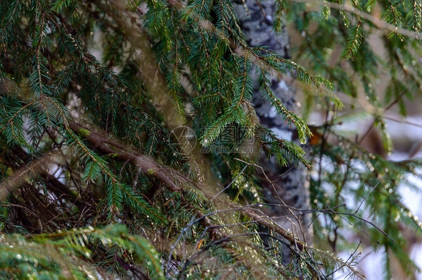 在森林中减少树木细节自然环境细节在Latv高清图片下载-正版图片507444599-摄图网
