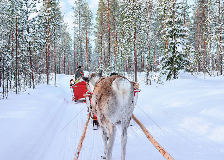 芬兰拉普兰Rovaniemi冬季森林中乘坐驯鹿雪高清图片下载-正版图片507444875-摄图网