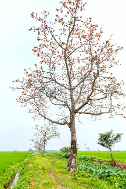 美丽的BombaxCeiba树在春天开花这朵花作为治疗炎症解毒抗消毒血液循环的药剂高清图片下载-正版图片507471441-摄图网