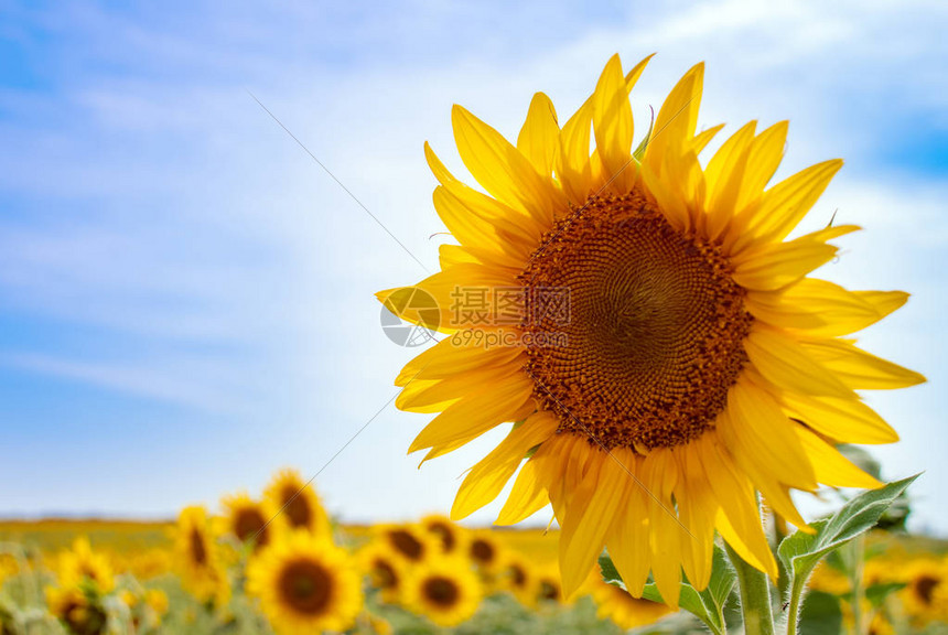 向日葵自然本底向日葵盛开高清图片下载-正版图片507474192-摄图网