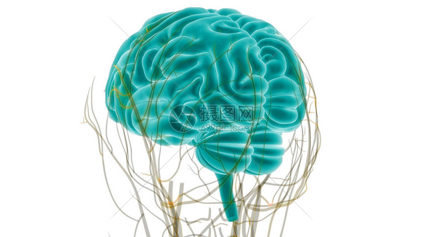 人类神经系统中央高清图片下载-正版图片507485288-摄图网