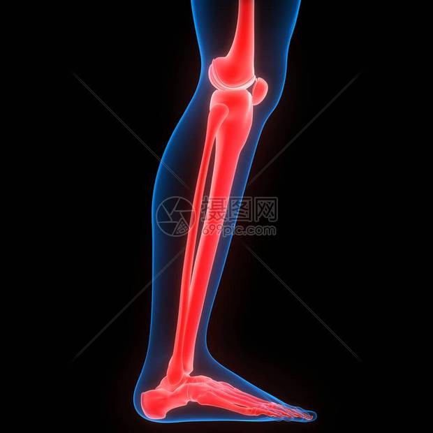 人类骨骼系统3D解剖结合Le高清图片下载-正版图片507493701-摄图网