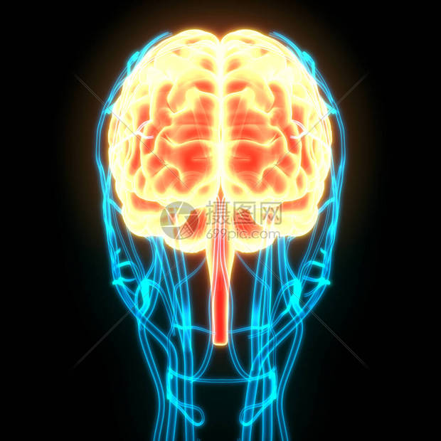 人类神经系统脑解剖高清图片下载-正版图片507494862-摄图网