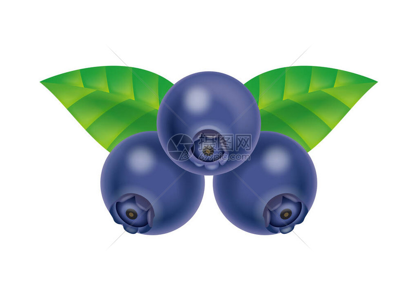 Blueberry高清图片下载-正版图片507501407-摄图网