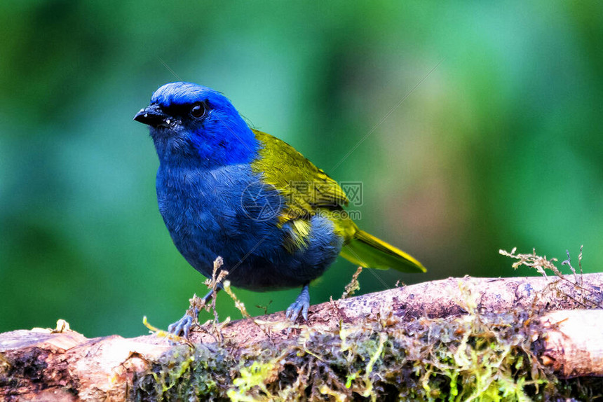 坐在绿色森林的树枝上南美洲哥伦比亚自然栖息地的热带唐纳雀自然绿色栖息高清图片下载-正版图片507502127-摄图网