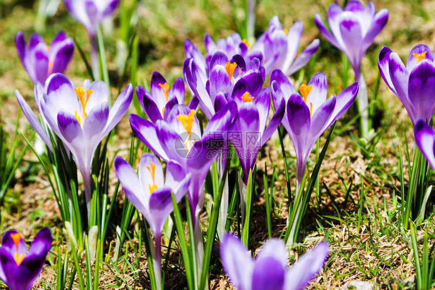 波兰塔特拉山区一座山草原上的高清图片下载-正版图片507502958-摄图网