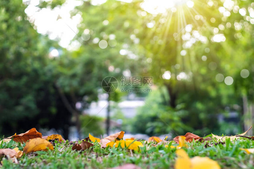 在日落时许多树木都有照明灯光背景的布高清图片下载-正版图片507503269-摄图网