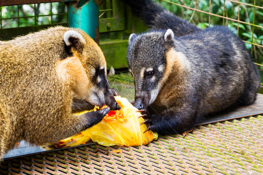 南美大野生动物Nasua高清图片下载-正版图片507503328-摄图网
