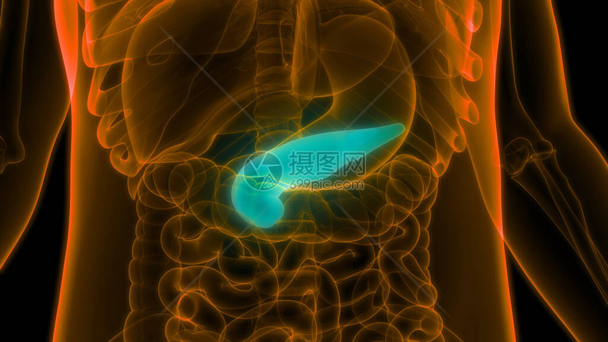 人体内部器官Pancrea高清图片下载-正版图片507504876-摄图网