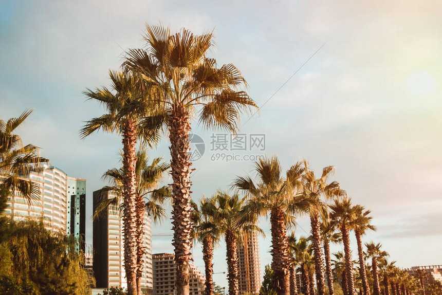 夕阳下的棕榈树巴统格鲁吉亚高清图片下载-正版图片507507893-摄图网