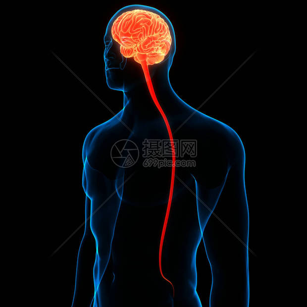 人类神经系统脑解剖高清图片下载-正版图片507510063-摄图网