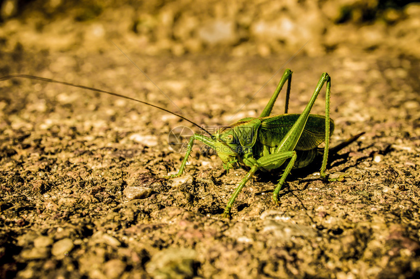 地上的蚂蚱高清图片下载-正版图片507529865-摄图网