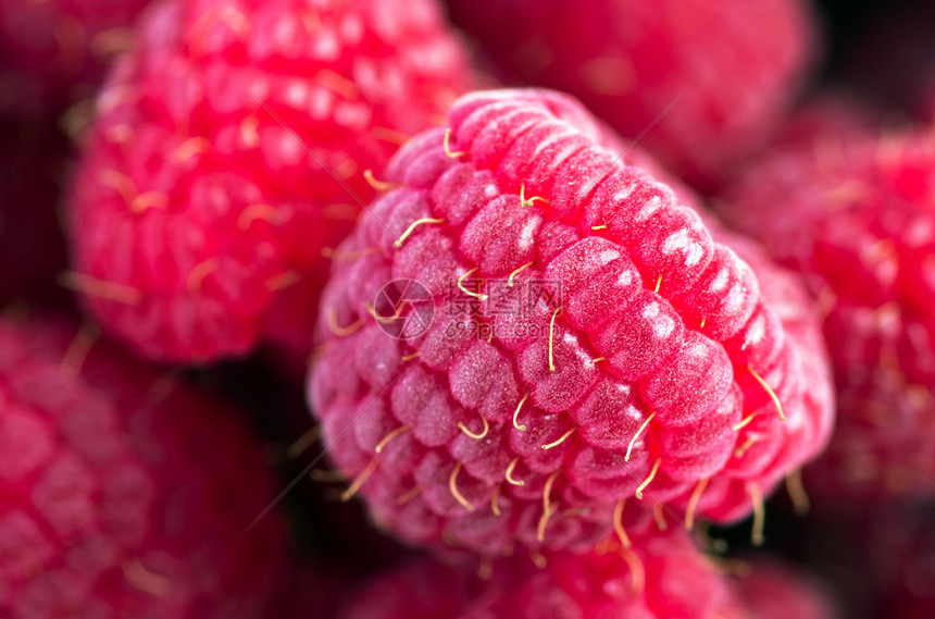 精选新鲜采摘的成熟红树莓高清图片下载-正版图片507541363-摄图网